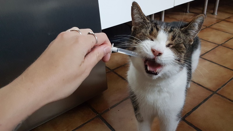 Medicatie toedienen aan de kat – Kim's Katten Weetjes