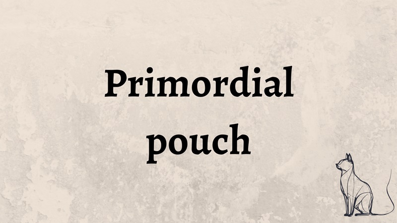 Een hangbuik, of toch iets anders? – Kim's Katten Weetjes